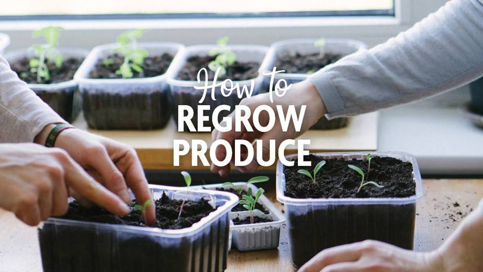 How to Regrow Produce from Leftover Veggies | Stop and Shop